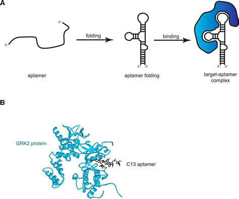 Aptamers As Valuable Molecular Tools In Neurosciences Journal Of