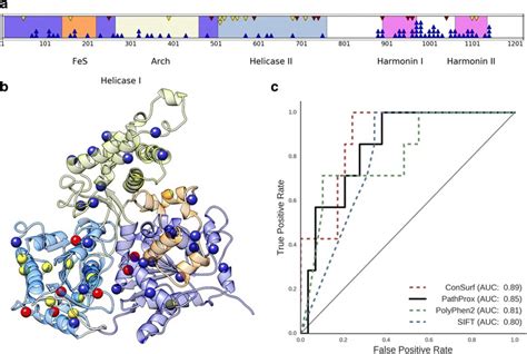 Three Dimensional Spatial Analysis Of Missense Variants In Rtel1