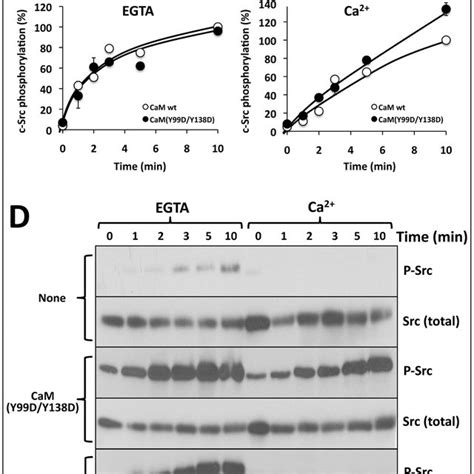 Apo Calmodulin And Ca2 Calmodulin Both Activate C Src A The