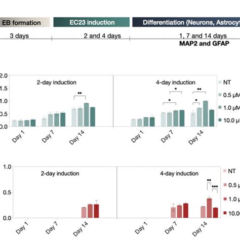A Schematic Representation Of The Neural Differentiation Protocol Of