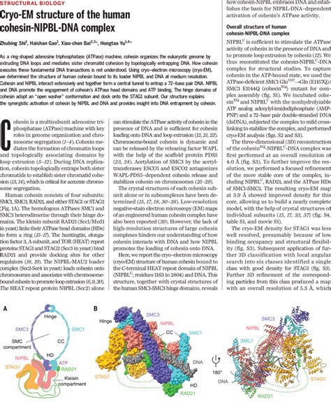 Overall Structure Of The Human Cohesin Nipbl C Dna Complex A