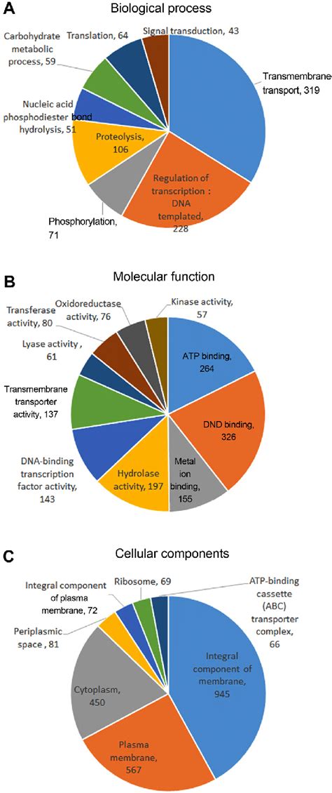 Gene Ontology Go Classification Of Protein Encoding Genes From