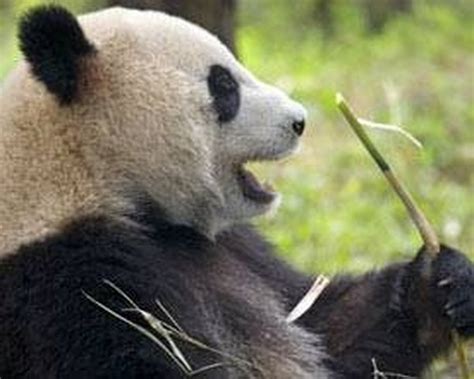 how do pandas communicate sciencing