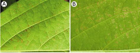 Asian Soybean Rust Lesions On The Underside Of Soybean Leaves At 168 H