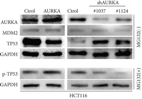 Aurka Downregulated The Expression Of Ddr Genes By Inhibiting Tp53 A