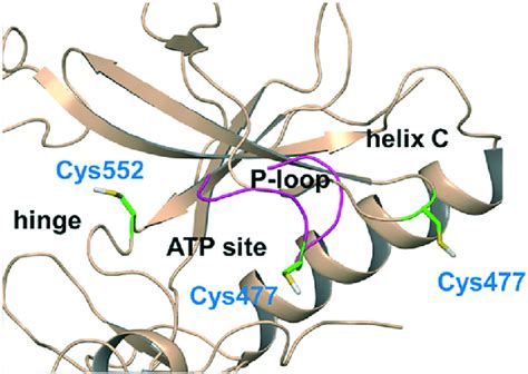 Positions Of Cys552 And Cys477 Within The Atp Pocket Of The Kinase