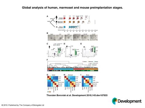 Global Analysis Of Human Marmoset And Mouse Preimplantation Stages