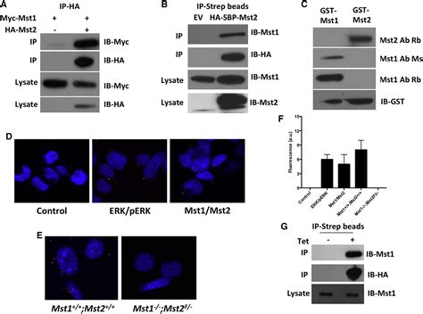 H Ras Inhibits The Hippo Pathway By Promoting Mst1 Mst2