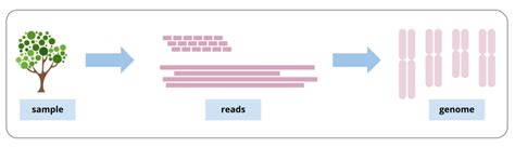 Hands On Large Genome Assembly And Polishing Assembly