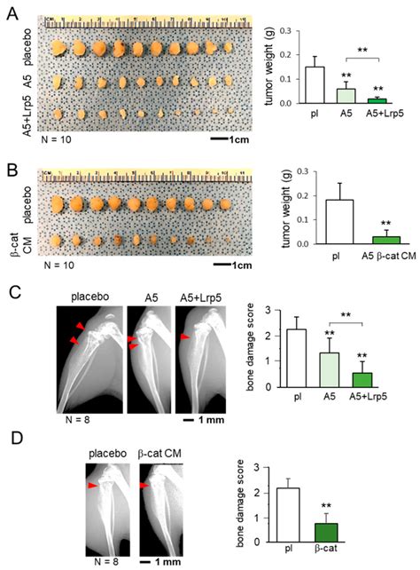 Suppression Of The Growth Of Mammary Tumors And Tumor Driven Osteolysis