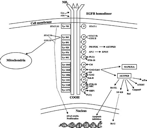 The Egfr Kinase Domains Schematic Representation Of Major Tyrosine