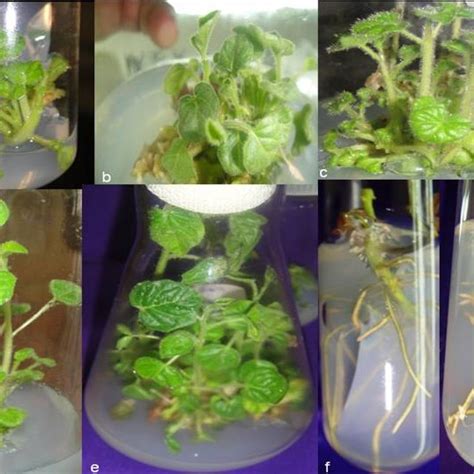 Multiple Shoot Induction From Nodal Explants A B And C Stages Of