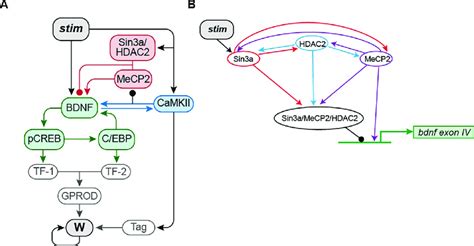 Schematic Model Of The Signaling Pathways Essential To Consolidation Of