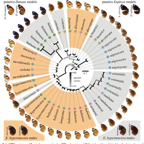 Figure 2 From The Evolution And Genetics Of Sexually Dimorphic ‘dual