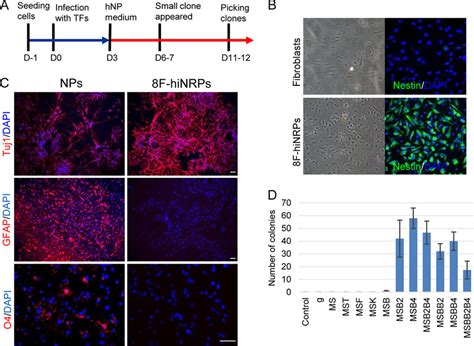 Direct Reprogramming Of Human Fibroblasts Into Hinrps A Time Line Of