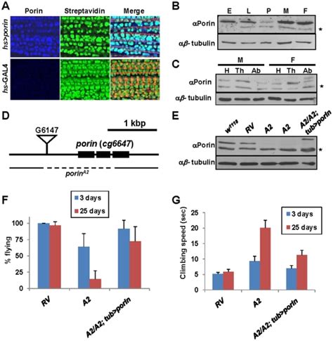 A Mitochondrial Localization Of Porin Subcellular Localization Of