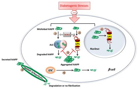 Proteolytic Pathways Involved In Iapp Degradation 1 Als Is Involved