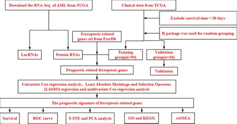 Frontiers Comprehensive Analysis Of Ferroptosis Related Gene