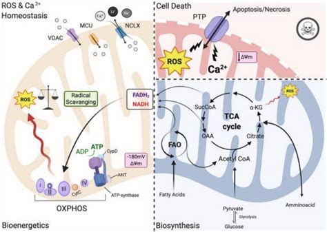Depression Genes Mitochondrial Dysfunction