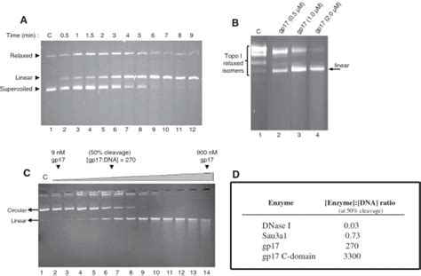 The Large Terminase Gp17 Is A Weak Endonuclease A Time Course Of
