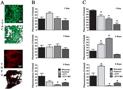 Inflammatory Quantification By Confocal Microscopy Images And