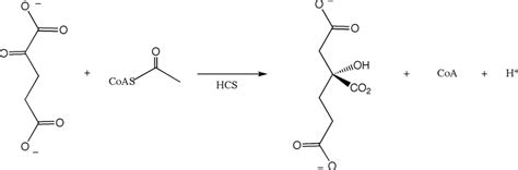 Scheme 1 Reaction Catalyzed By Homocitrate Synthase Download