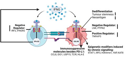 The Role Of Ifn γ Signalling In Response To Immune Checkpoint Blockade