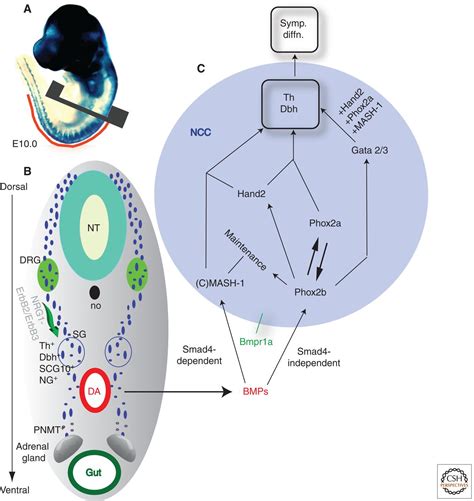 Signals And Switches In Mammalian Neural Crest Cell Differentiation