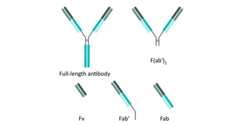 Fab Fragment Antibodies Antibodies Online Cn