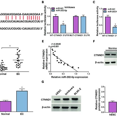 Ctnnd1 Was A Target Of Mir 202 5p A The Predicted Binding Sites