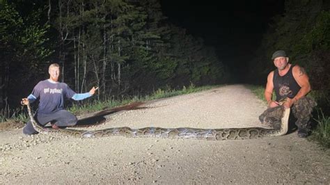 record breaking 18 foot burmese python captured in the everglades nbc