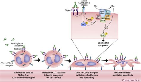 Sialic Acid Binding Immunoglobulin Like Lectin 8 Siglec 8 Is An
