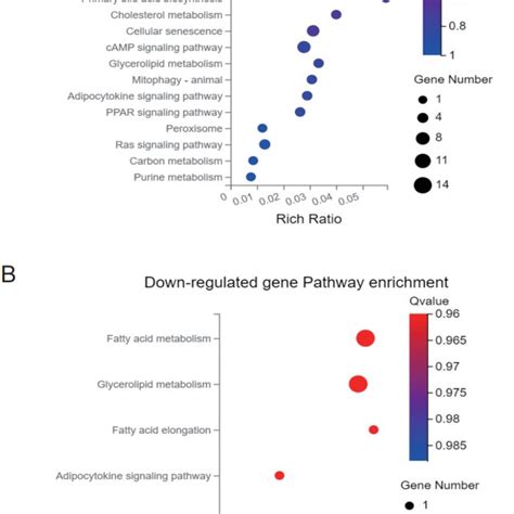 Kegg Pathway Enrichment Analysis A Upregulated Gene Enrichment In
