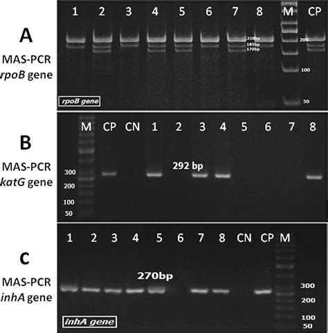 Multiple Allele Specific Pcr For Showing Mutations In Genes Rpob