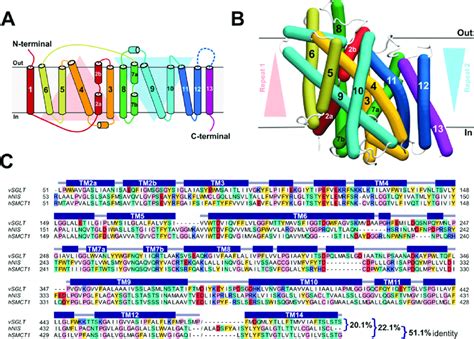 Structural Modeling Of Hsmct1 And Hnis Using The Vsglt Transporter As A