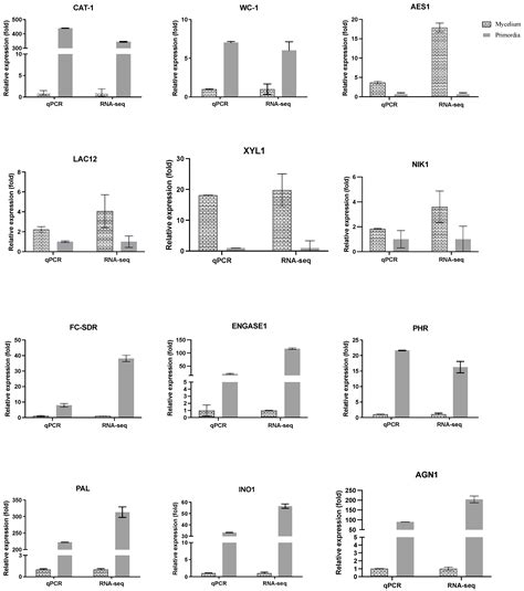 Genes Free Full Text Transcriptomics Analysis Of Primordium