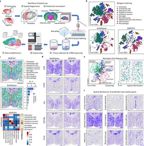Figure 1 From Spatially Resolved Single Cell Deconvolution Of Bulk Rna