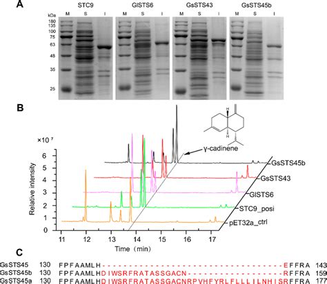 Characterization Of γ Css From G Lucidum And G Sinensis In E Coli