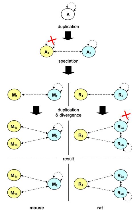 Duplication Divergence Model Of Ppi Evolution Simplified Gene Tree
