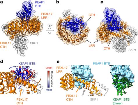 Crystal Structure Of Substrate Bound Fbxl17 Reveals Specificity
