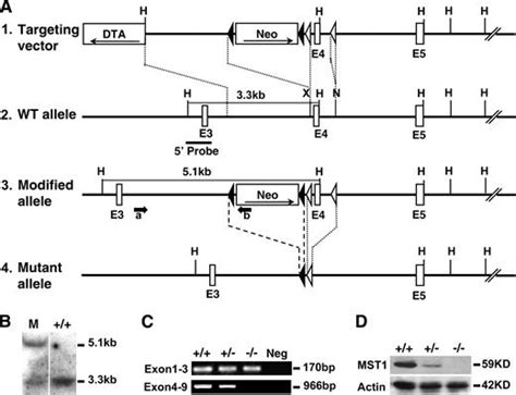 A Cell Intrinsic Role For Mst1 In Regulating Thymocyte Egress1 The