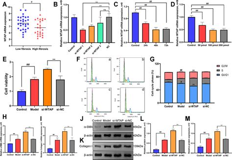 Frontiers Comprehensive Analysis Of The Transcriptome Wide M6a