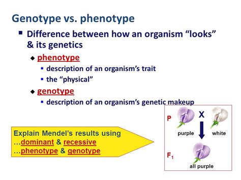 Genotype Vs Phenotype Definitions And Examples 45 Off