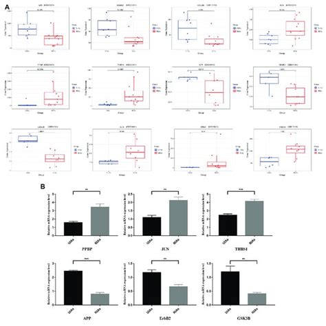 Relative Expression Level Of Six Hub Genes In Uias And Rias A The