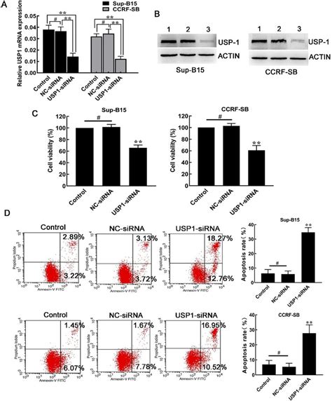 Effects Of Usp1 Sirna In B All Cells A After Transfection With