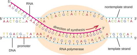 9 3 Rna Transcription Biology Libretexts