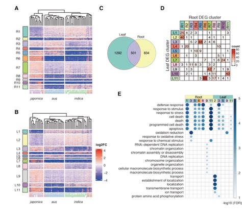 Admixture Group Associated Differentially Expressed Genes Heatmaps Of