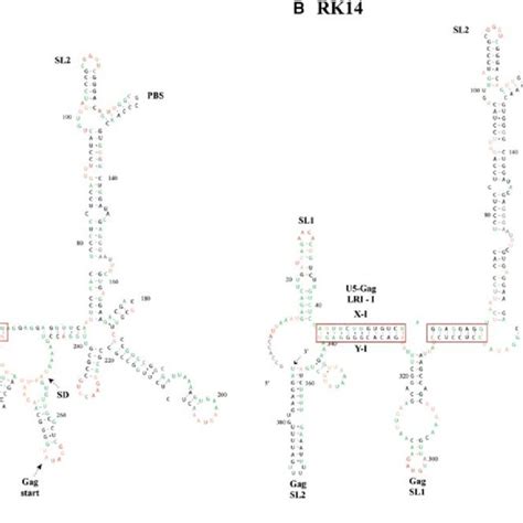 Shape Validated Rna Secondary Structural Models Of Mutant Rk6 Designed