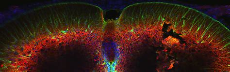 brain body interactions university college cork