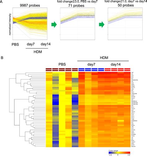 Global Gene Expression Profiles In The Amplification Process Of Hdm